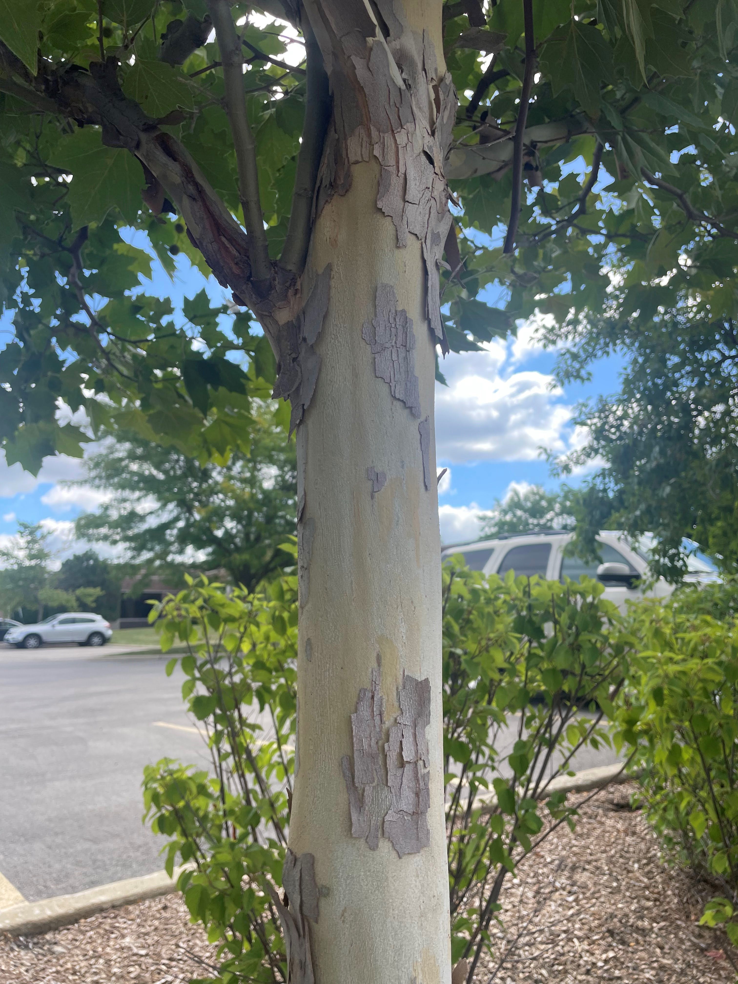 Tree Planting | Trees for Sale | Buy Direct from Farm with Delivery