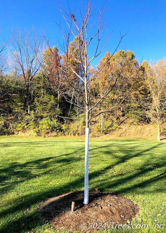 DeWitt Tree Wrap