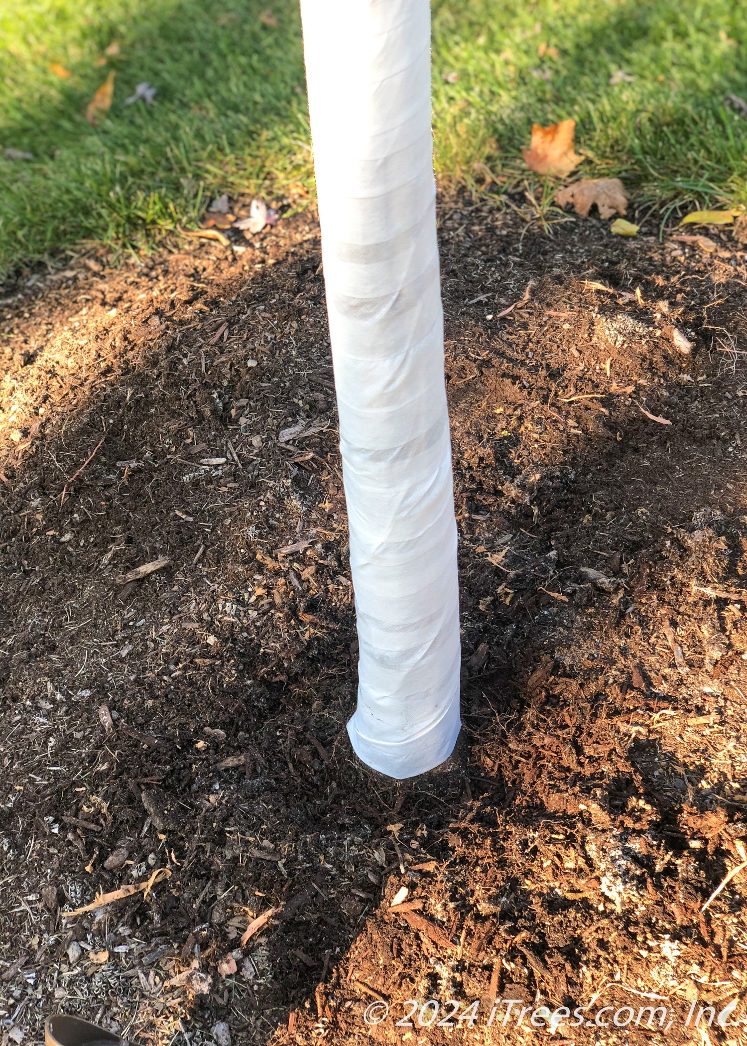 DeWitt Tree Wrap