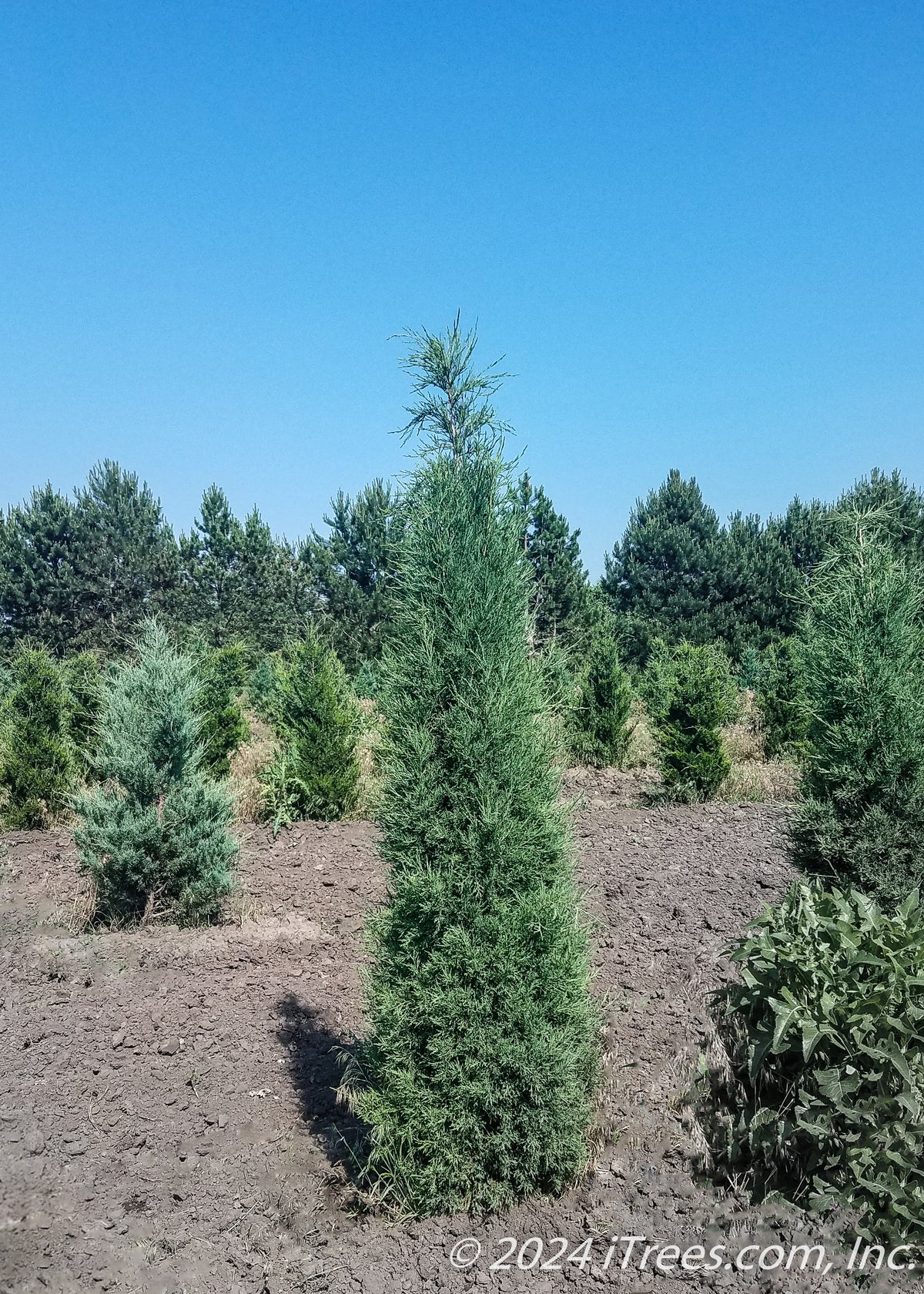 Juniperus Virginiana Taylor Taylor Juniper