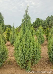 Star Power Juniper