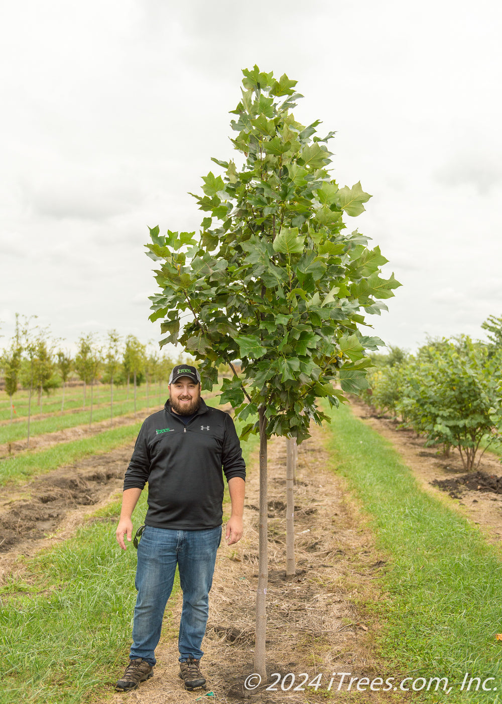 Emerald City Tulip Tree