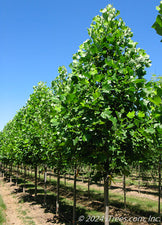 Emerald City Tulip Tree