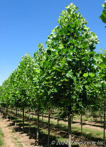 Emerald City Tulip Tree