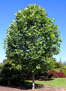 Emerald City Tulip Tree