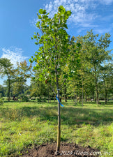 Emerald City Tulip Tree