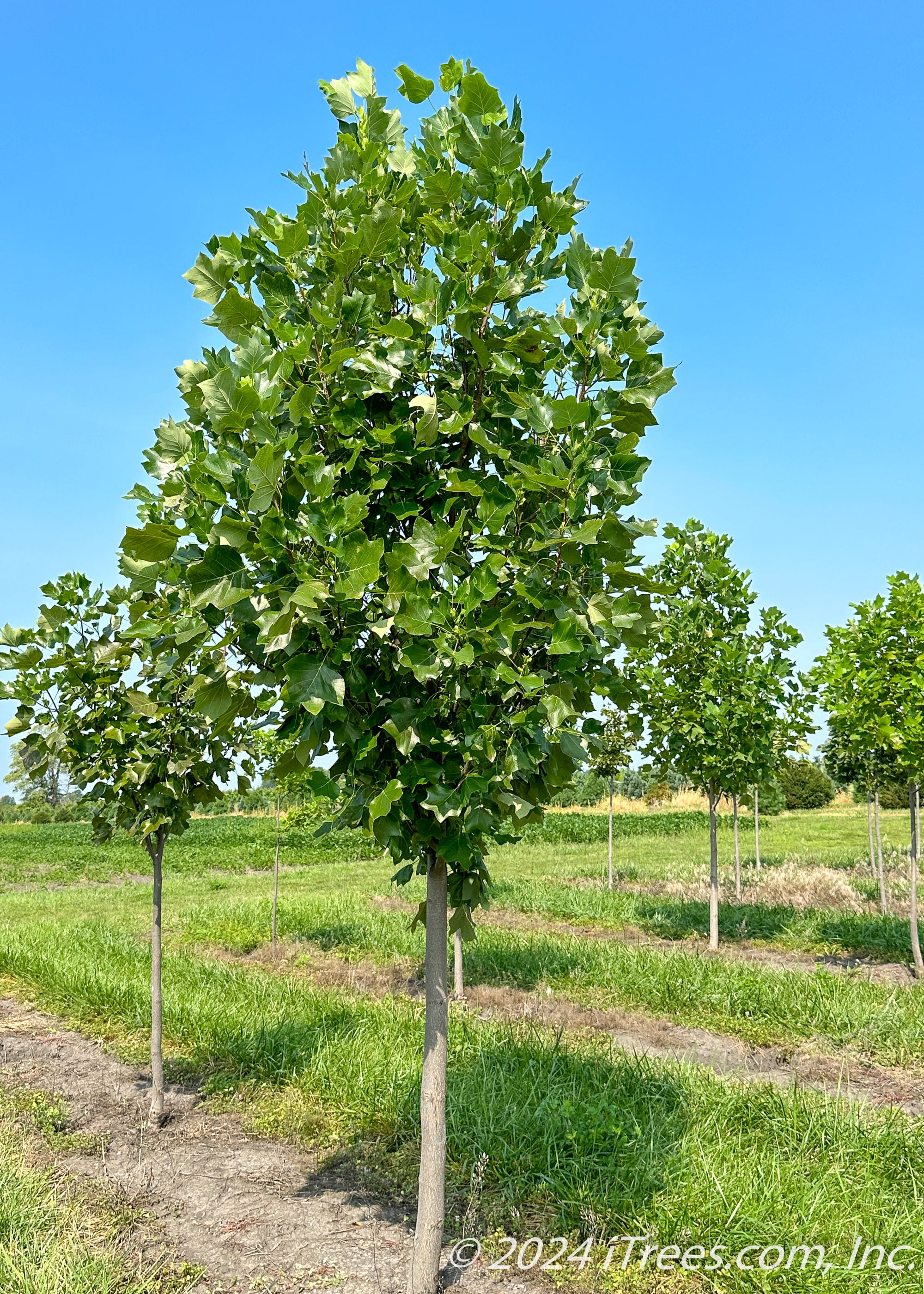 Emerald City Tulip Tree