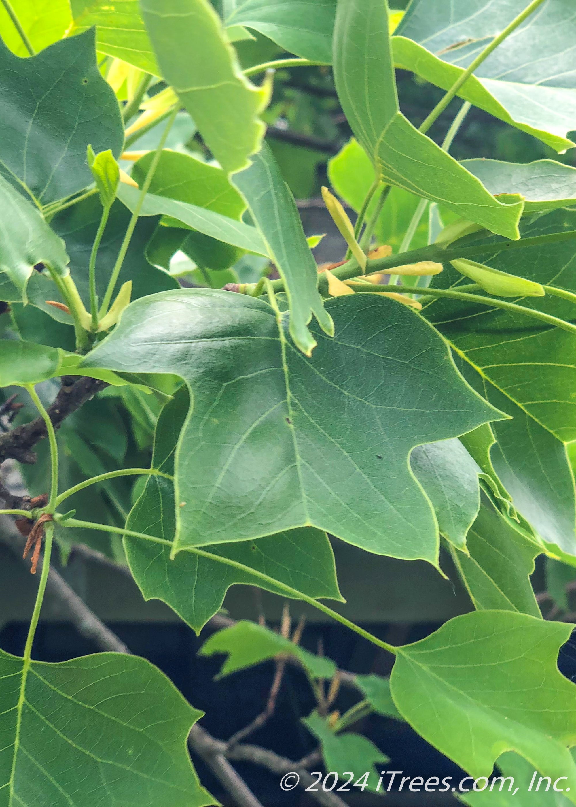 Emerald City Tulip Tree