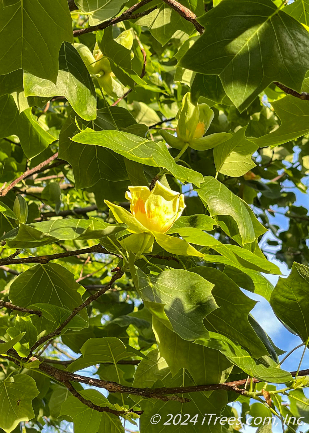 Emerald City Tulip Tree