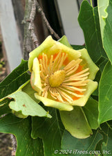 Emerald City Tulip Tree