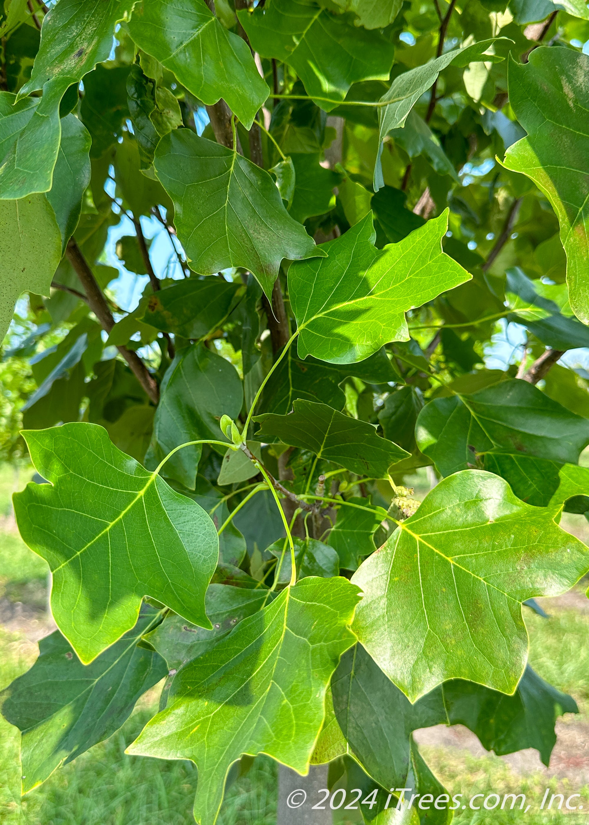 Emerald City Tulip Tree