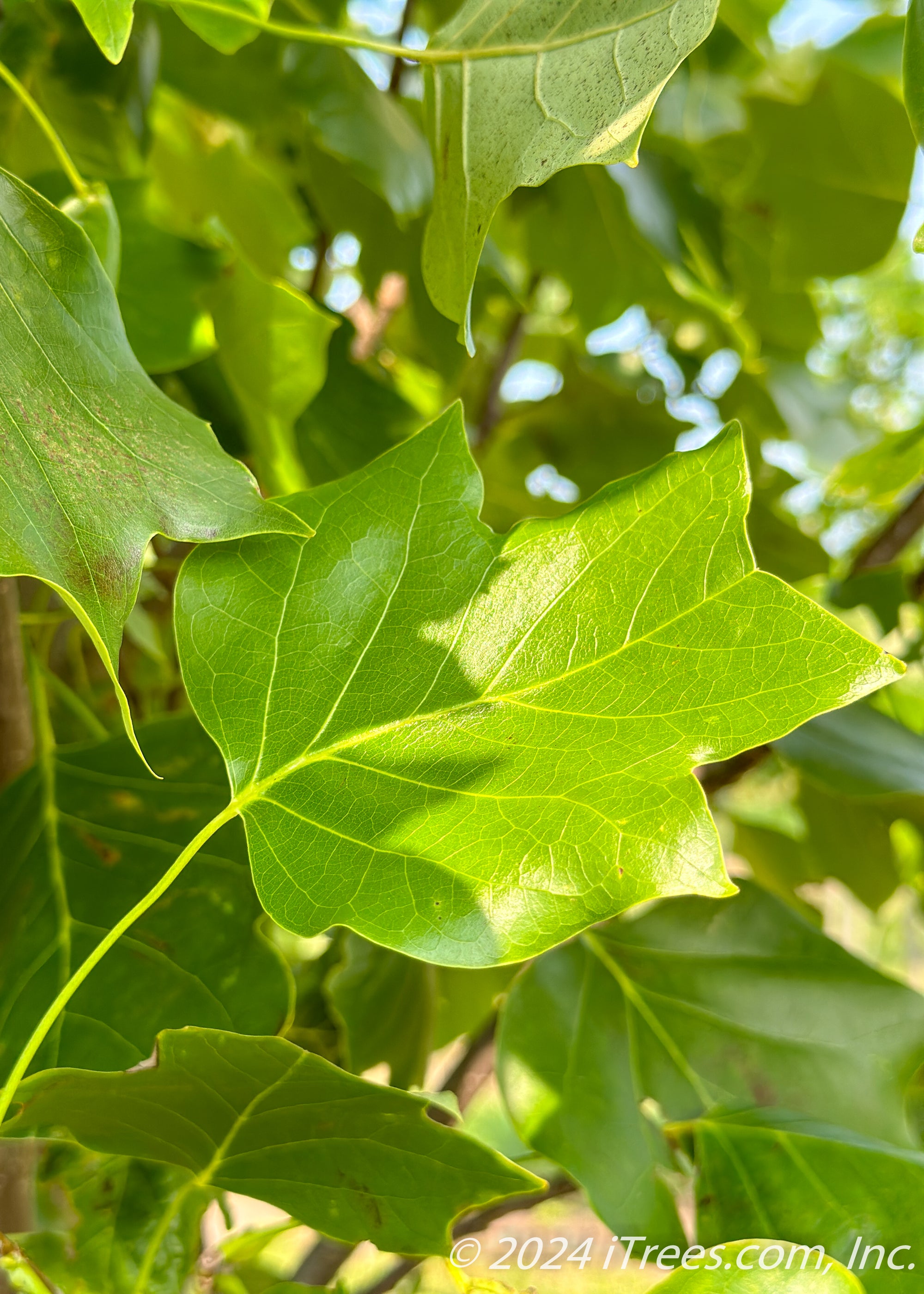 Emerald City Tulip Tree