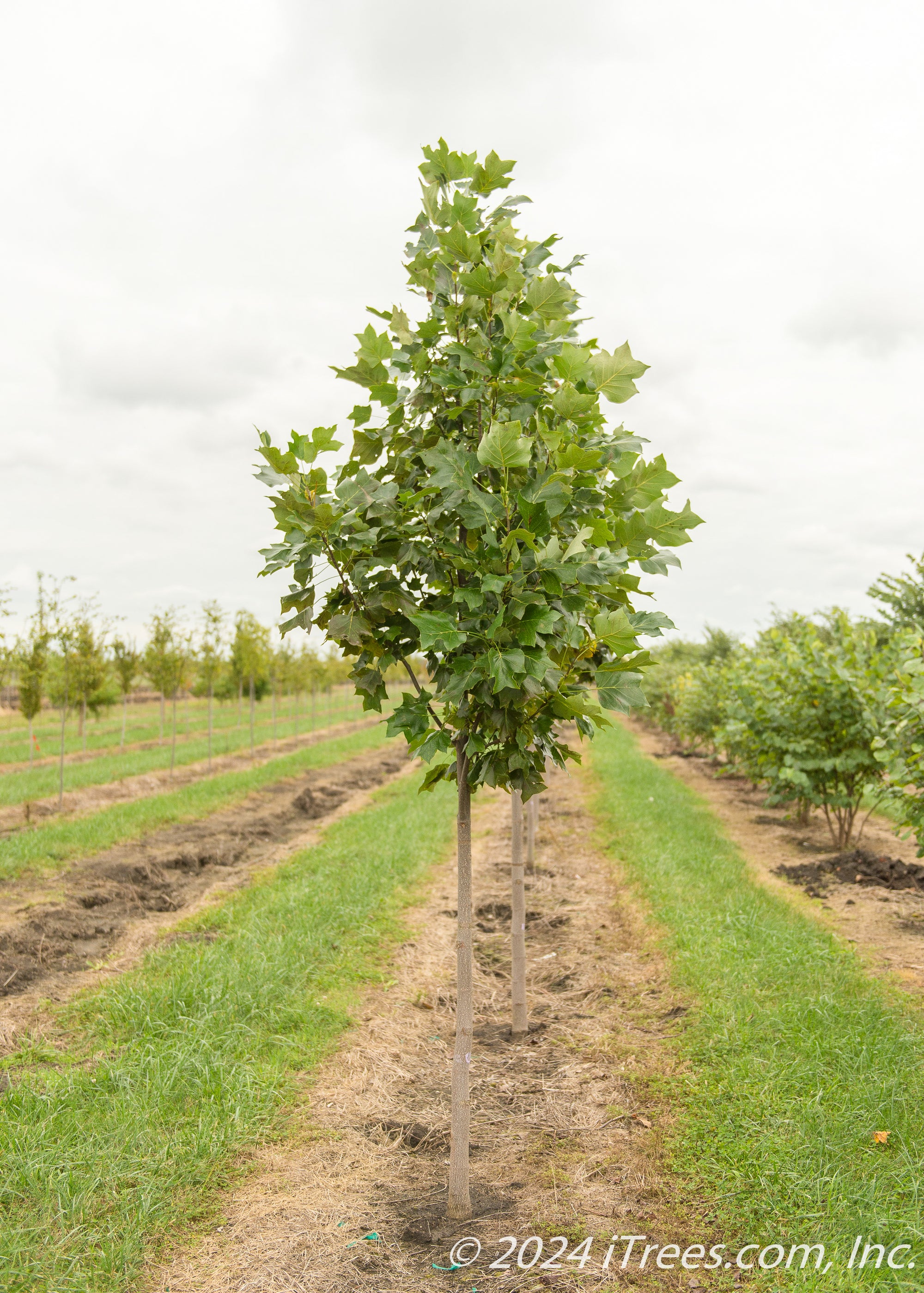 Emerald City Tulip Tree