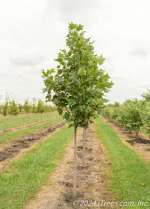 Emerald City Tulip Tree