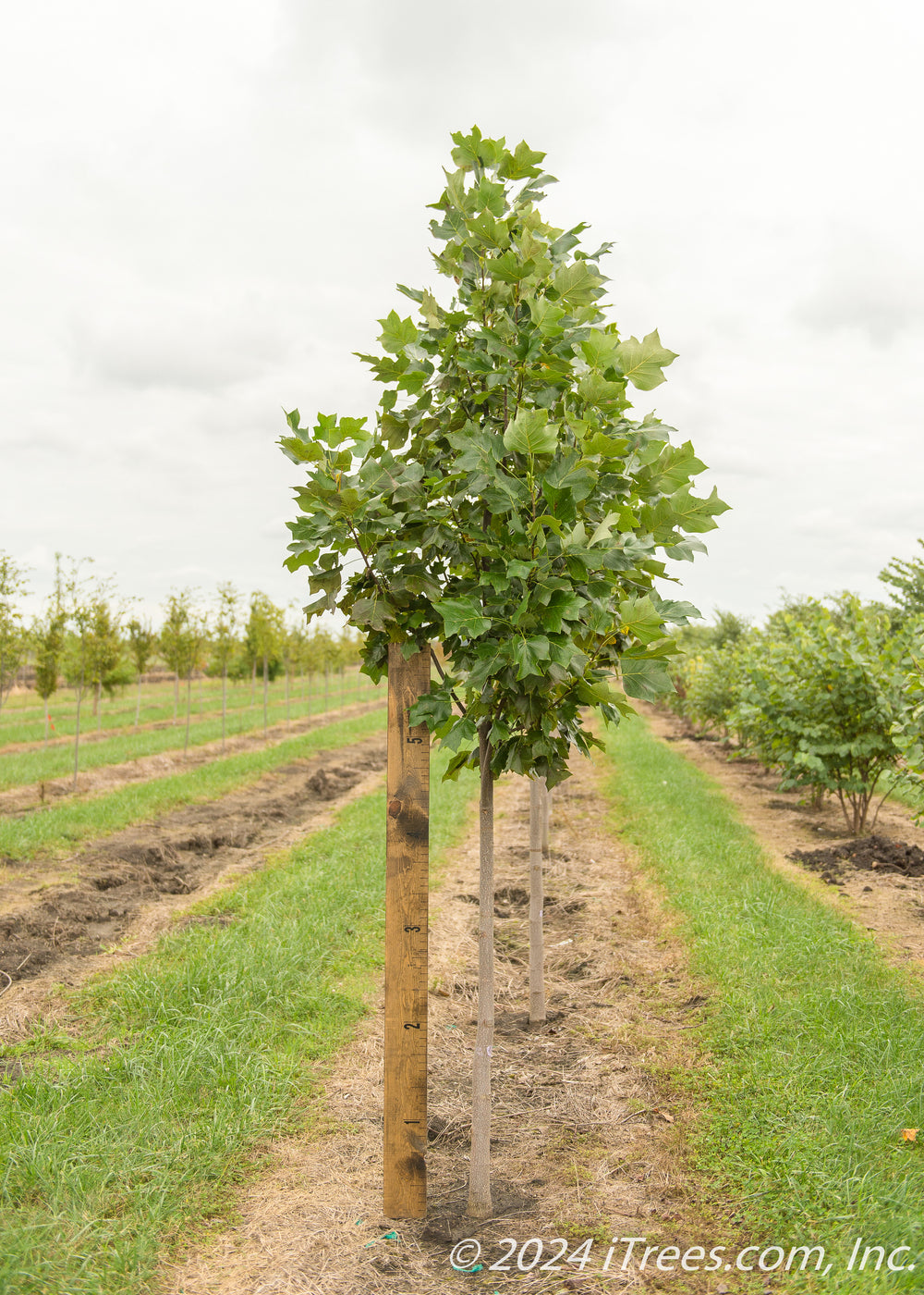 Emerald City Tulip Tree
