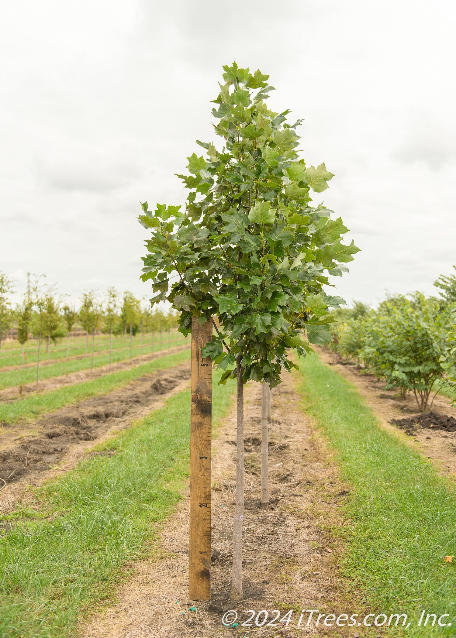 Emerald City Tulip Tree