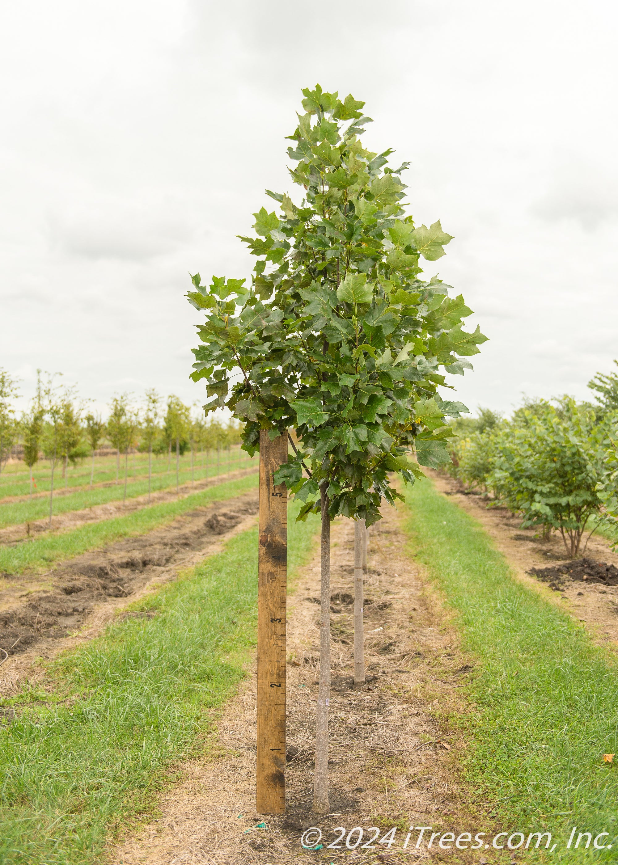 Emerald City Tulip Tree