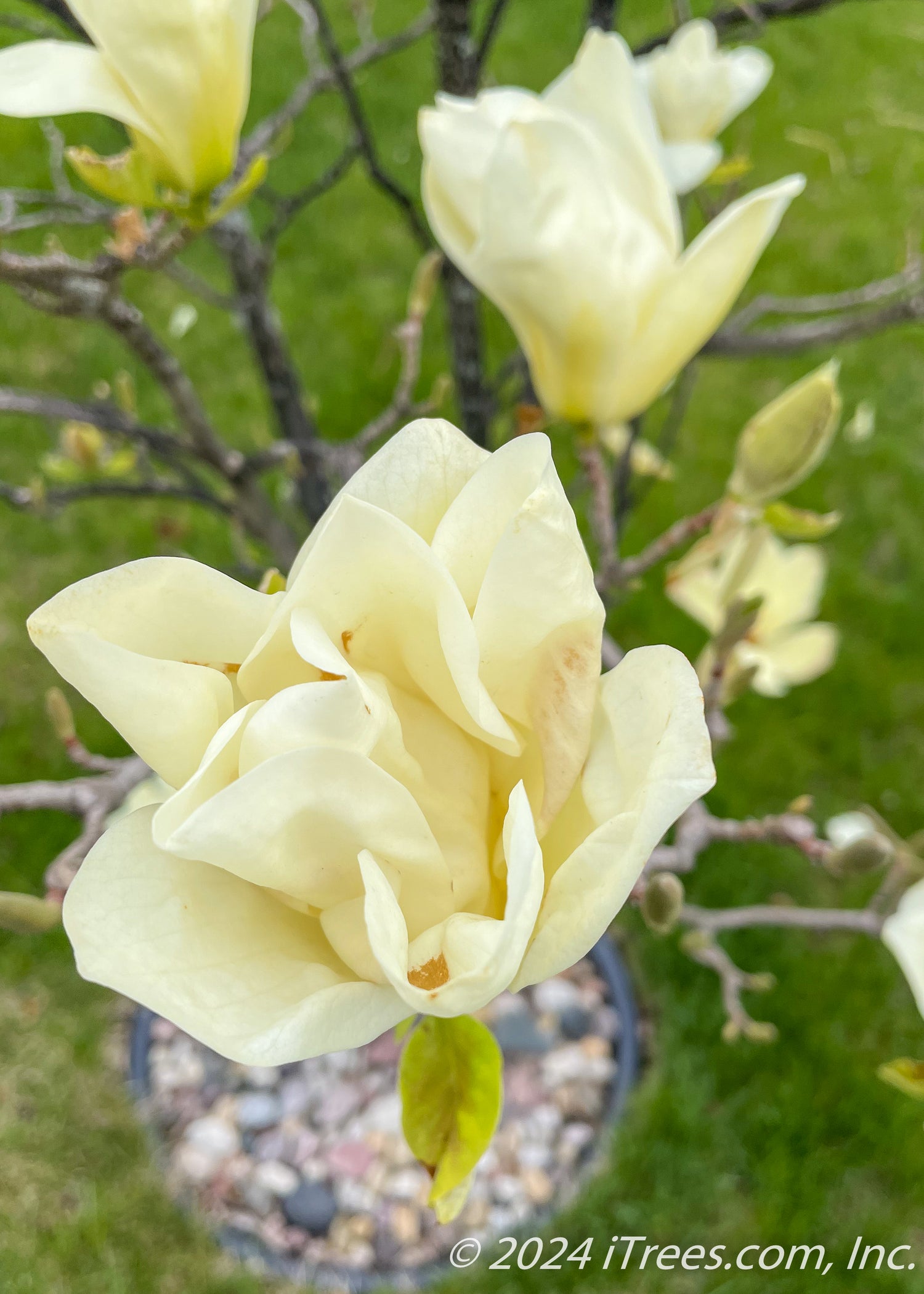 Butterflies Cucumbertree Magnolia