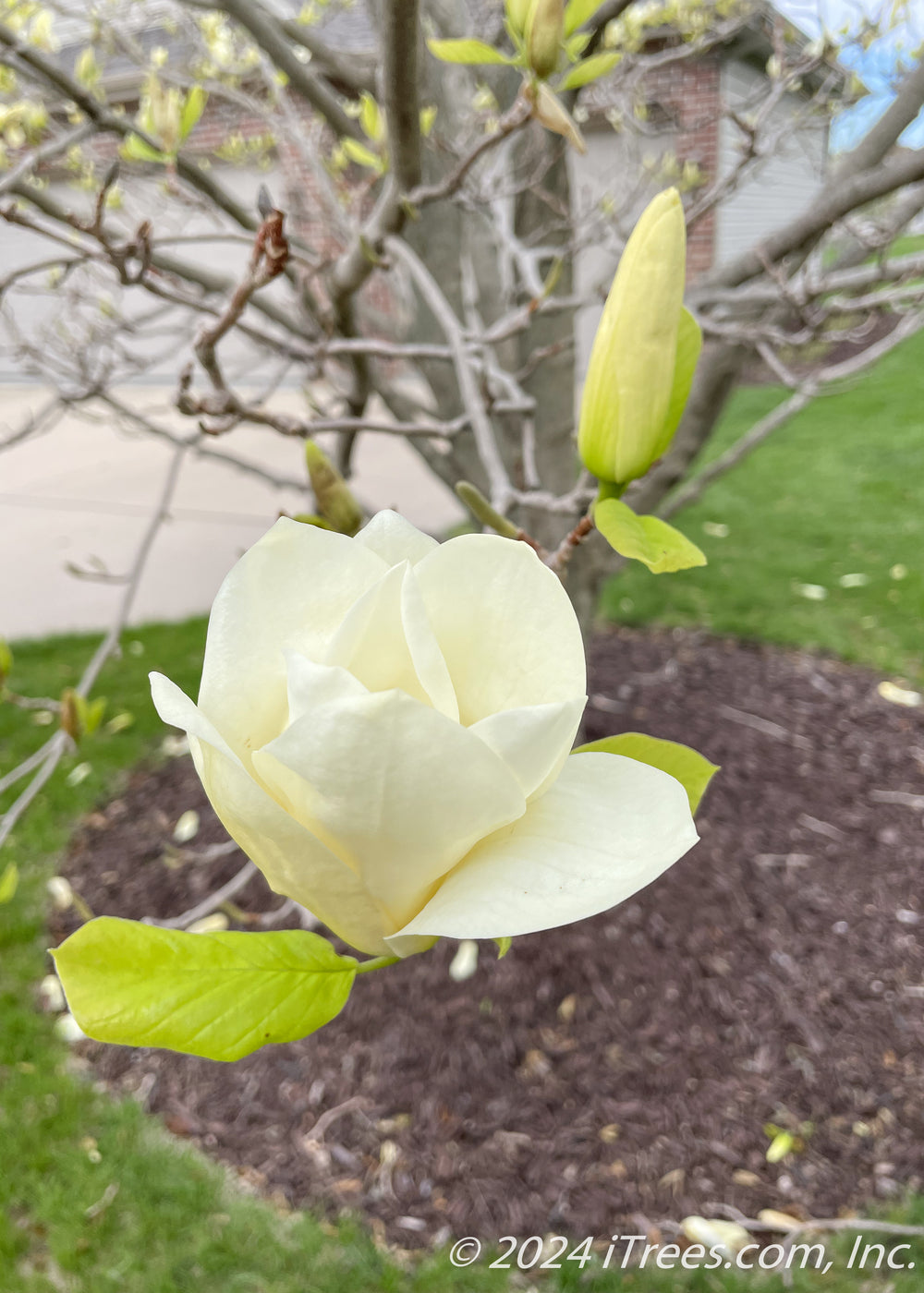 Butterflies Cucumbertree Magnolia