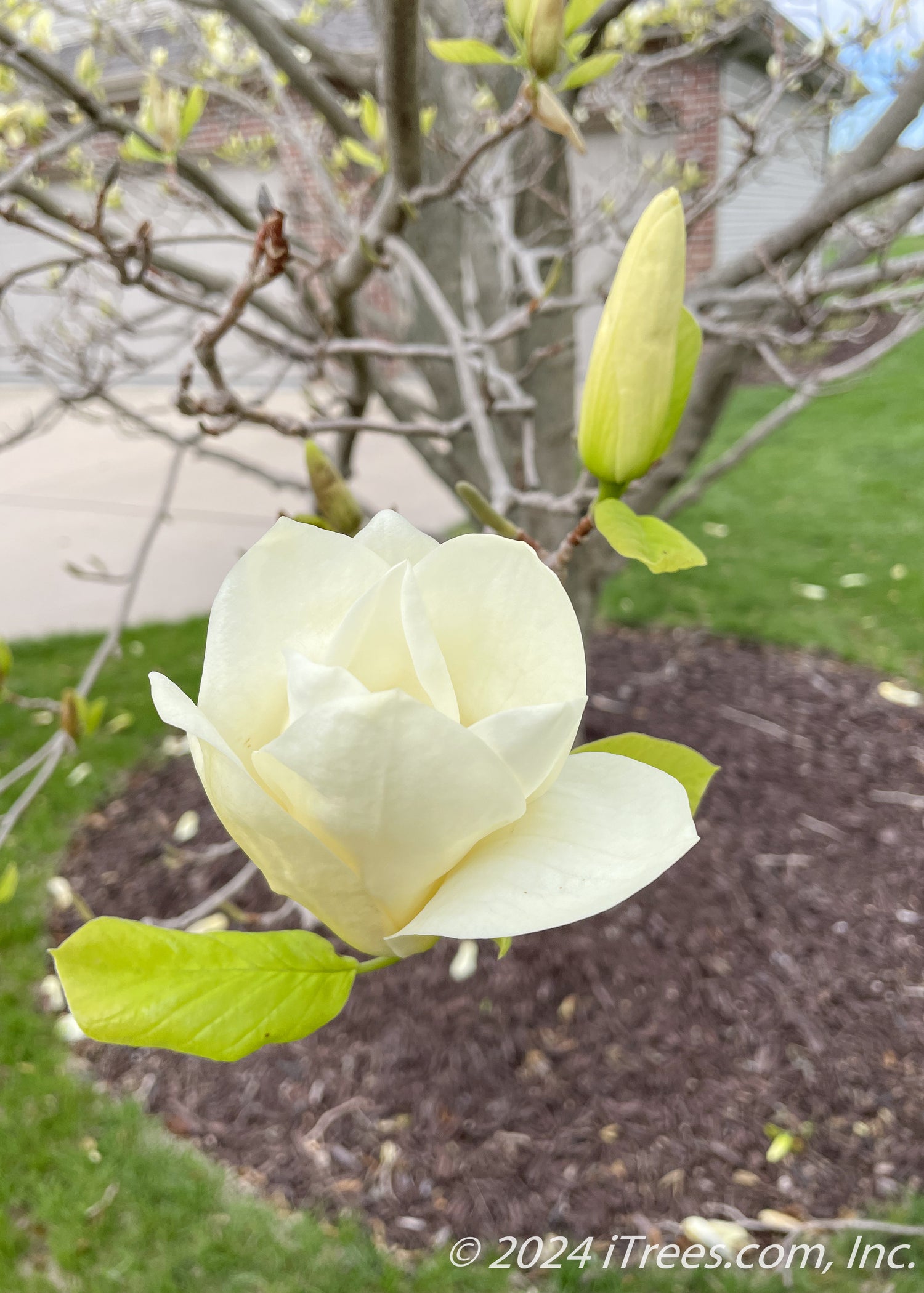 Butterflies Cucumbertree Magnolia