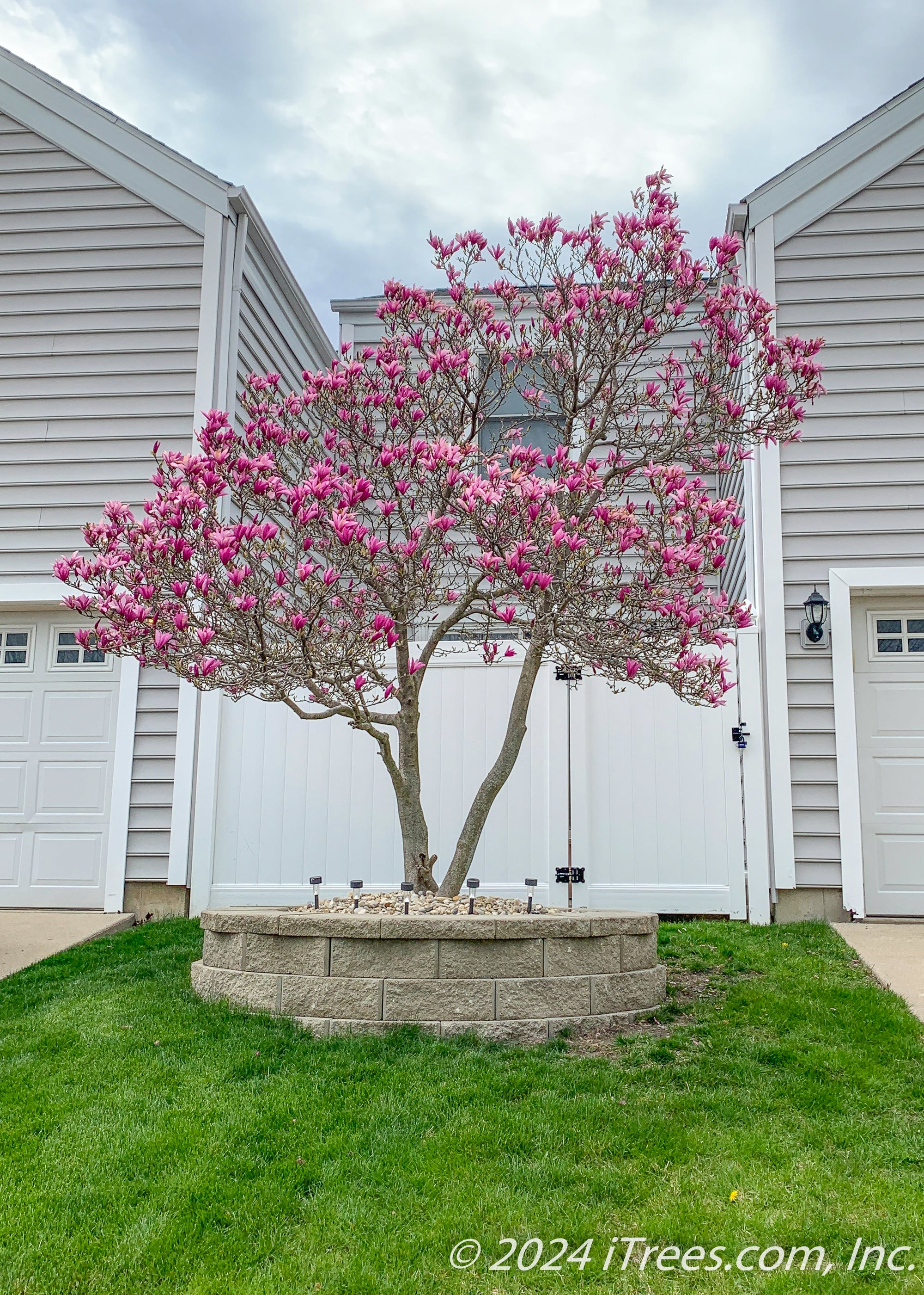 Jane Magnolia Tree | Delivery, Planting & 1-Year Warranty - iTrees.com