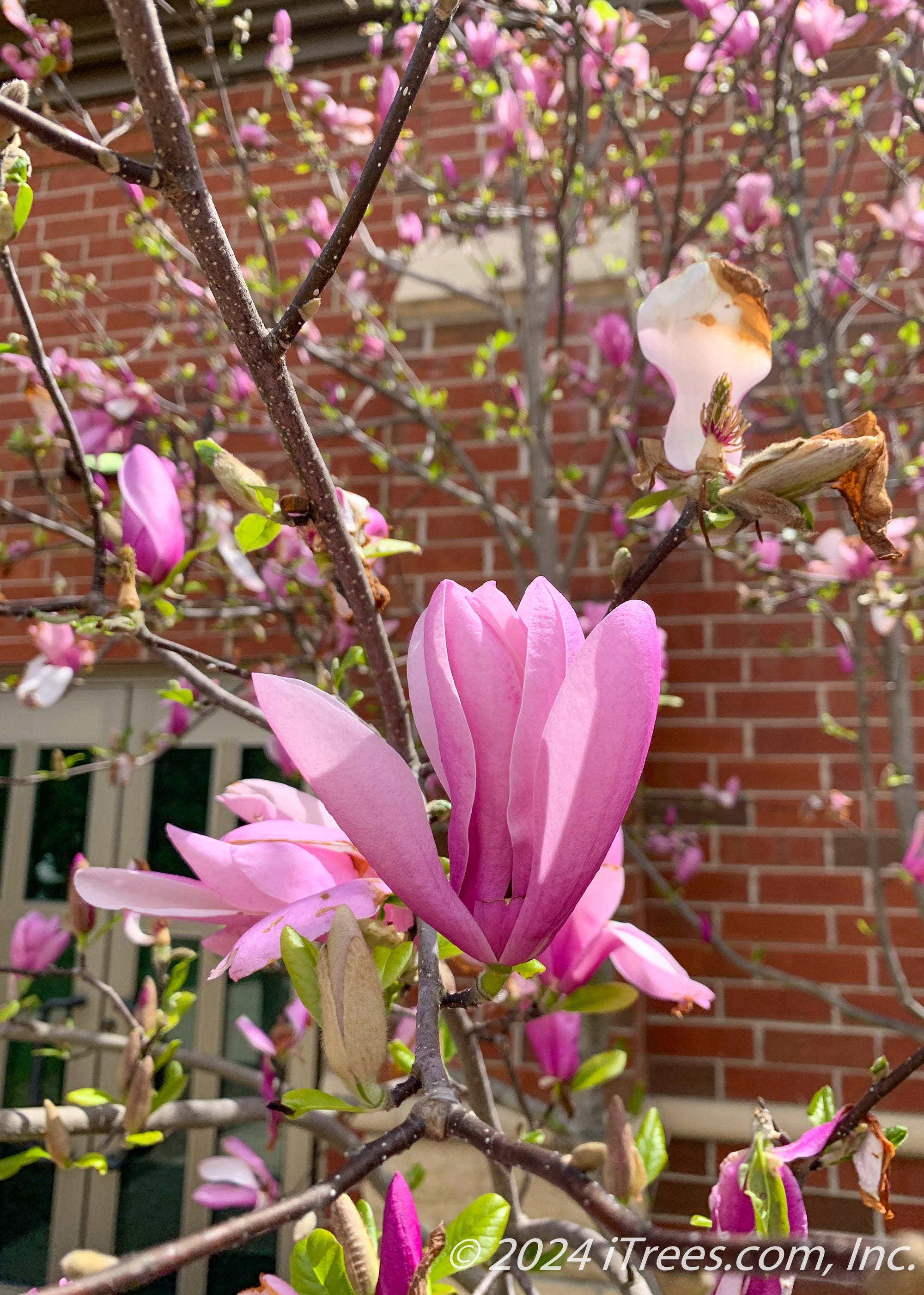 Jane Magnolia Tree | Delivery, Planting & 1-Year Warranty - iTrees.com