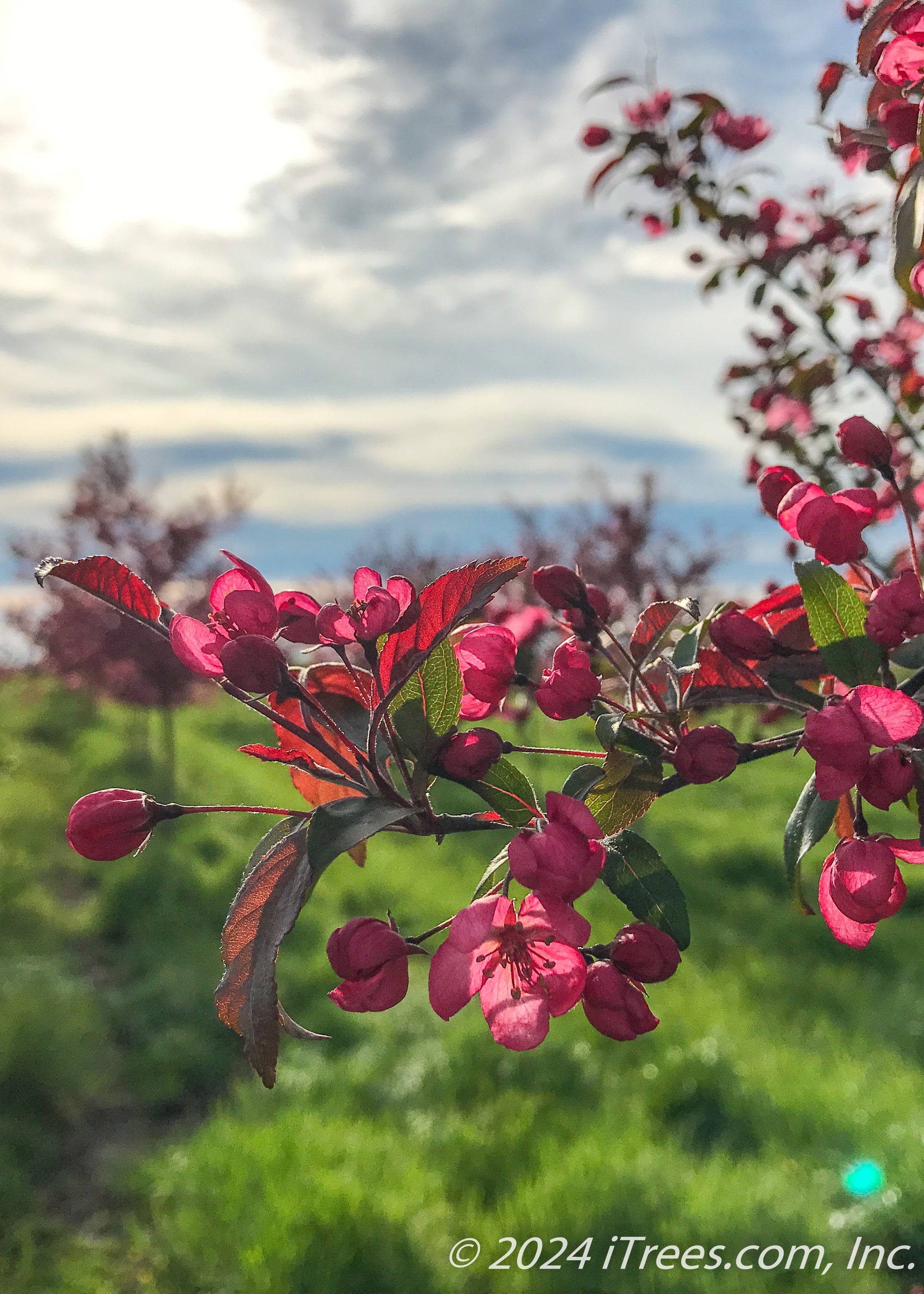 Royal Raindrops® Crabapple