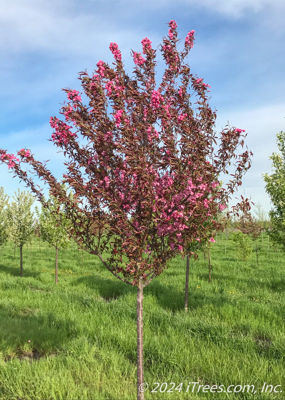 Royal Raindrops® Crabapple