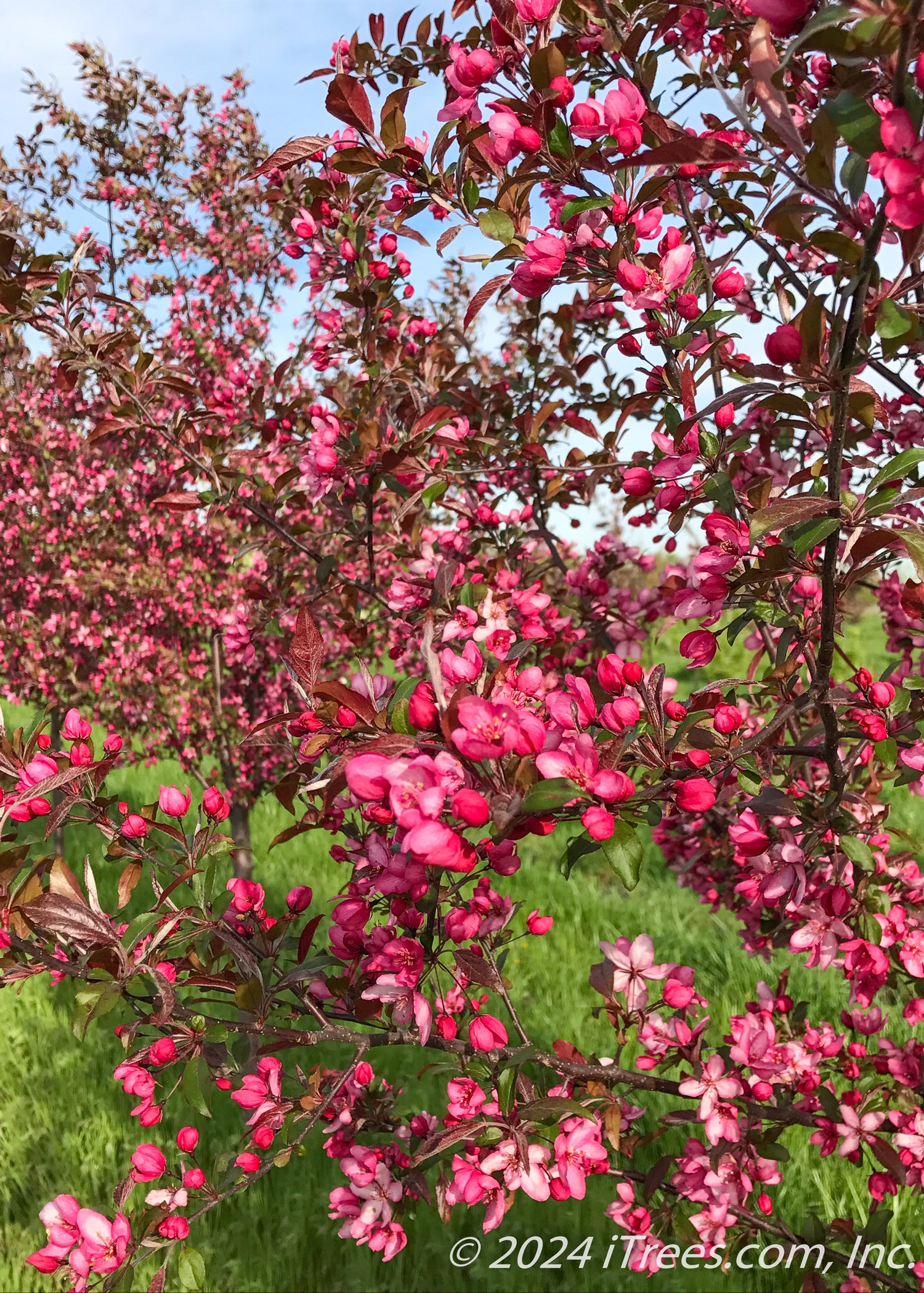 Royal Raindrops® Crabapple