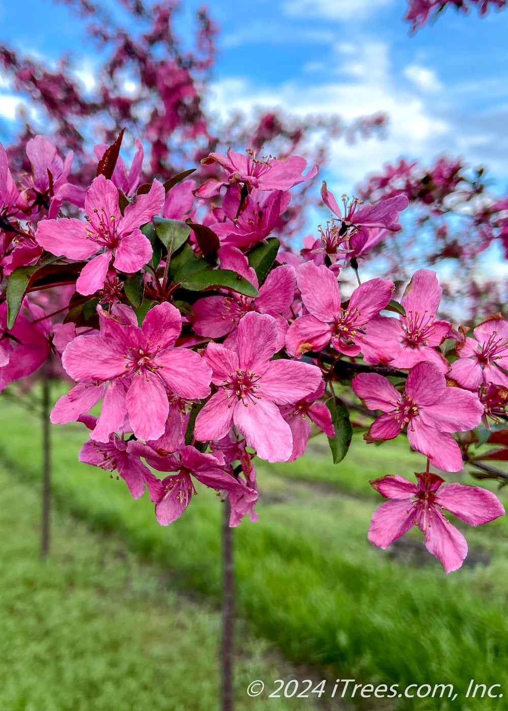 Royal Raindrops® Crabapple