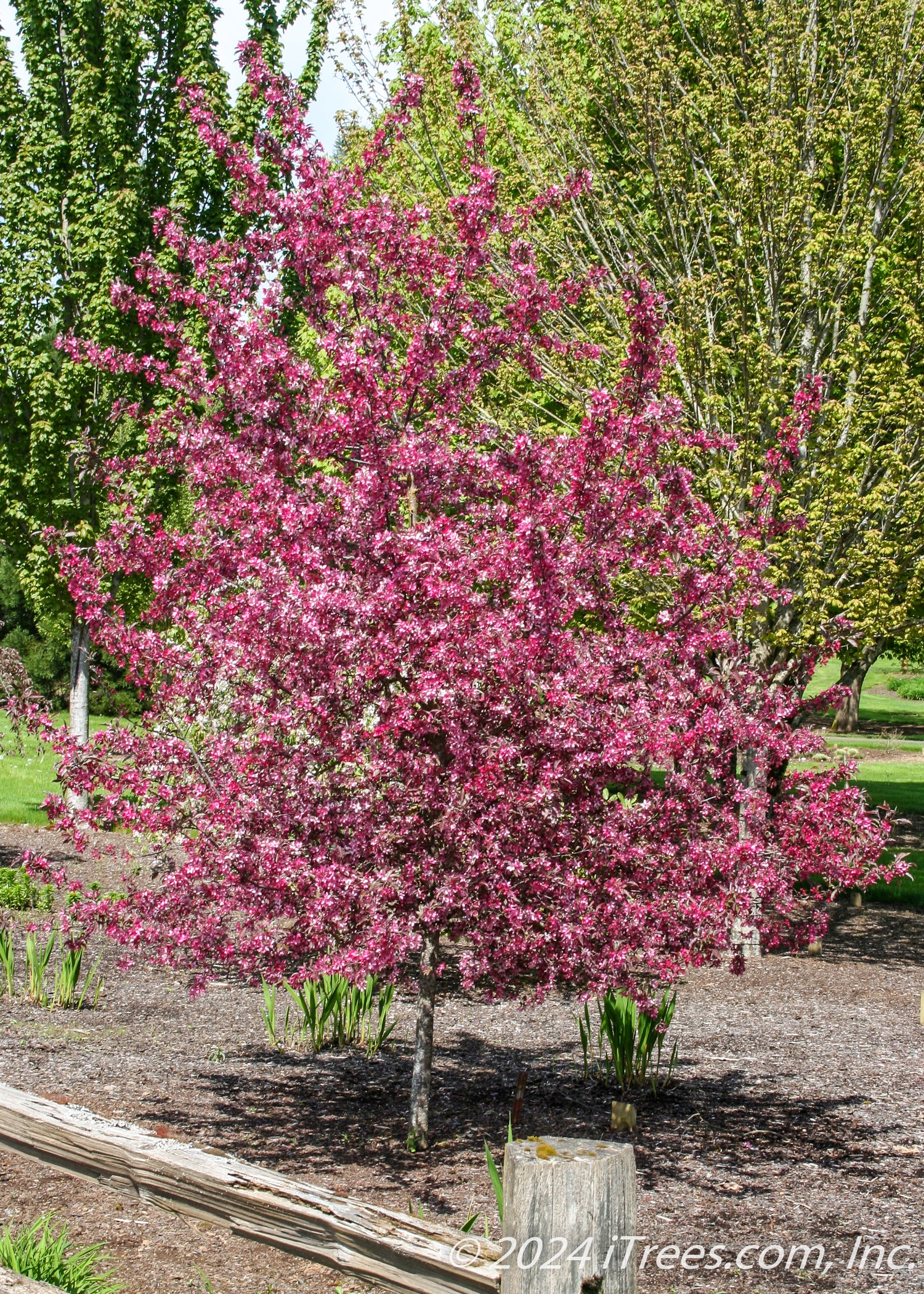 Royal Raindrops® Crabapple
