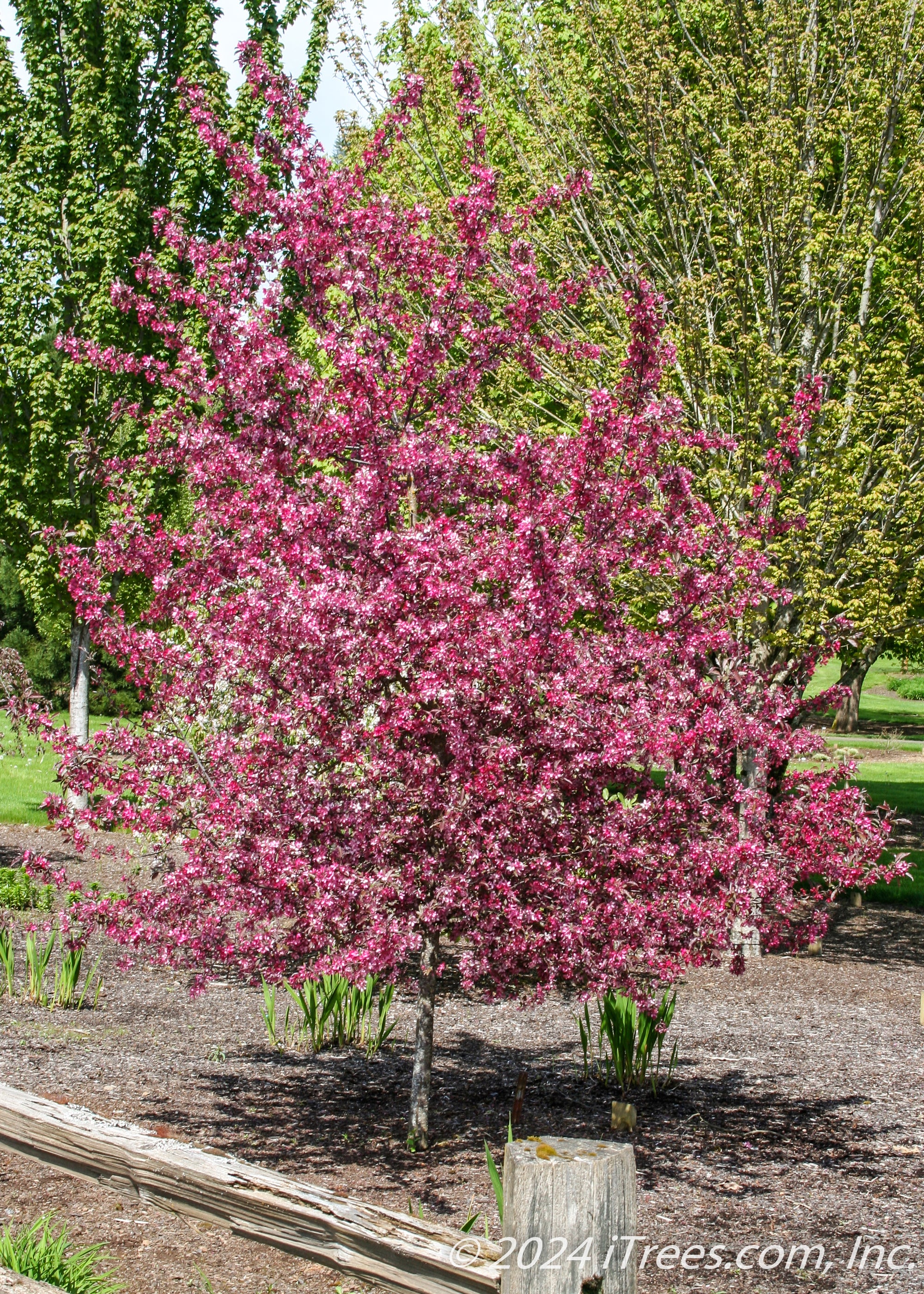 Royal Raindrops® Crabapple