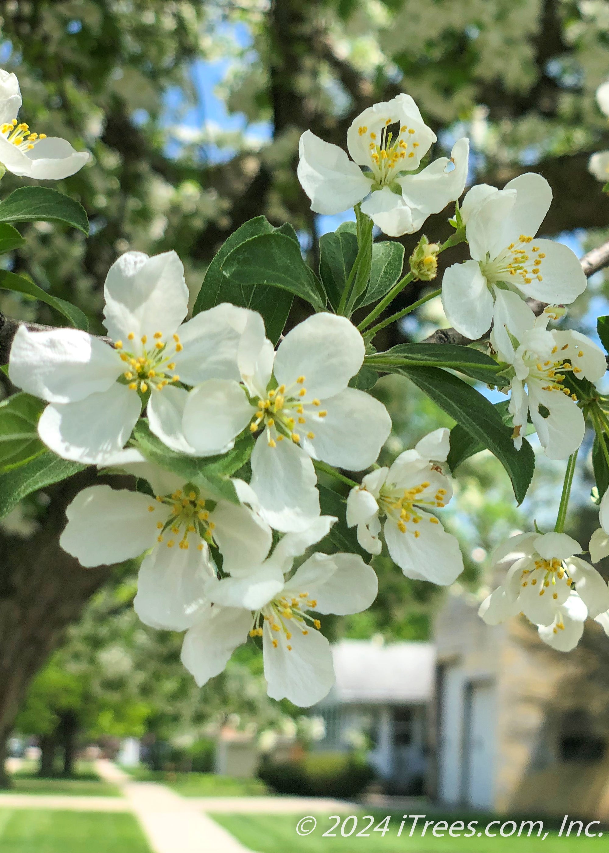 Golden Raindrops Crabapple