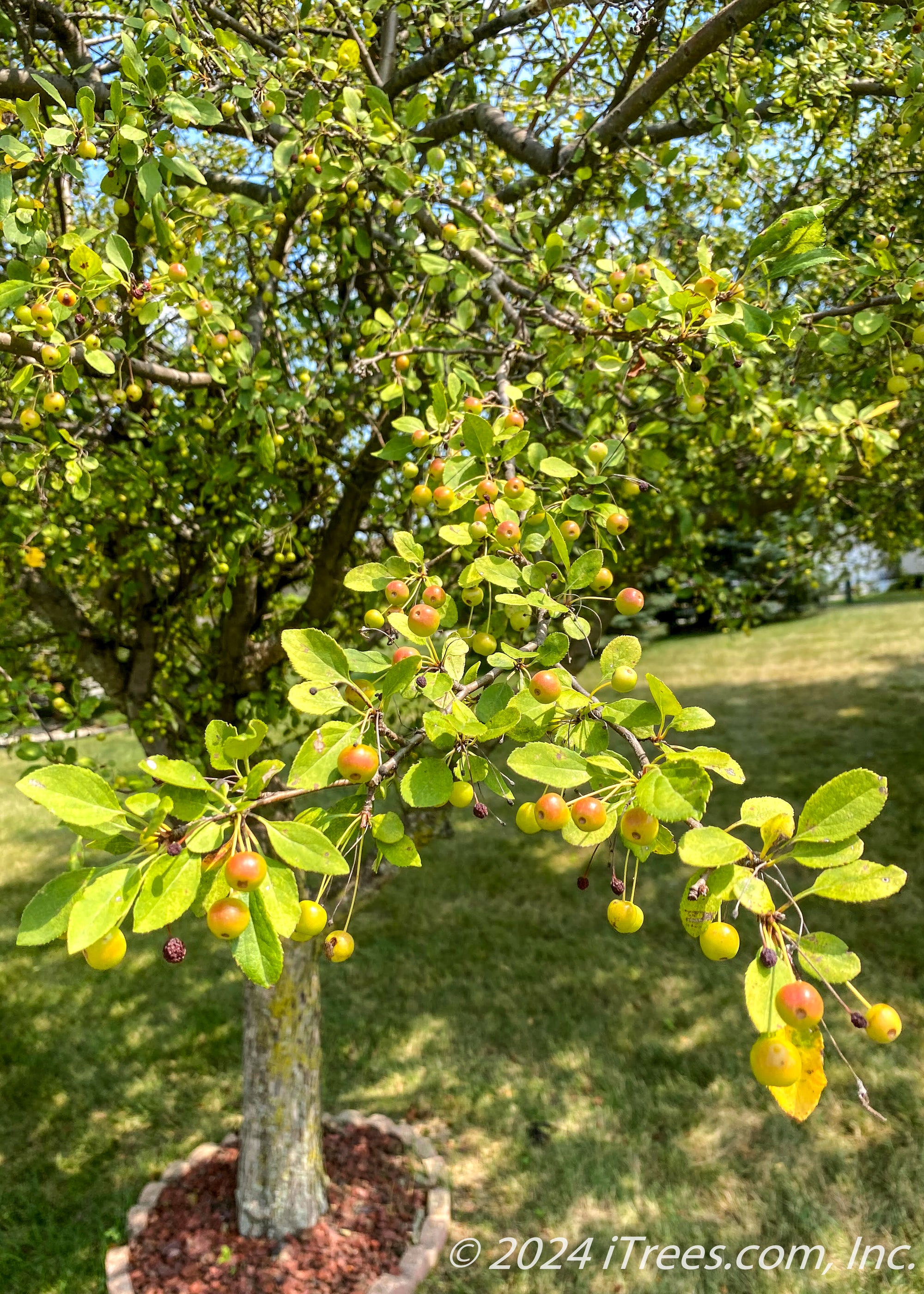 Golden Raindrops Crabapple