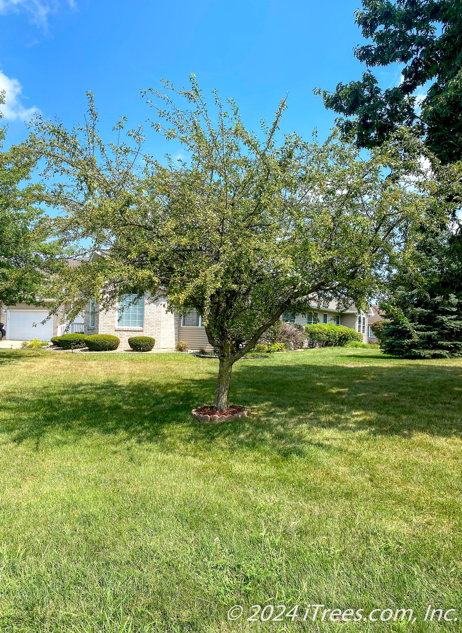 Golden Raindrops Crabapple