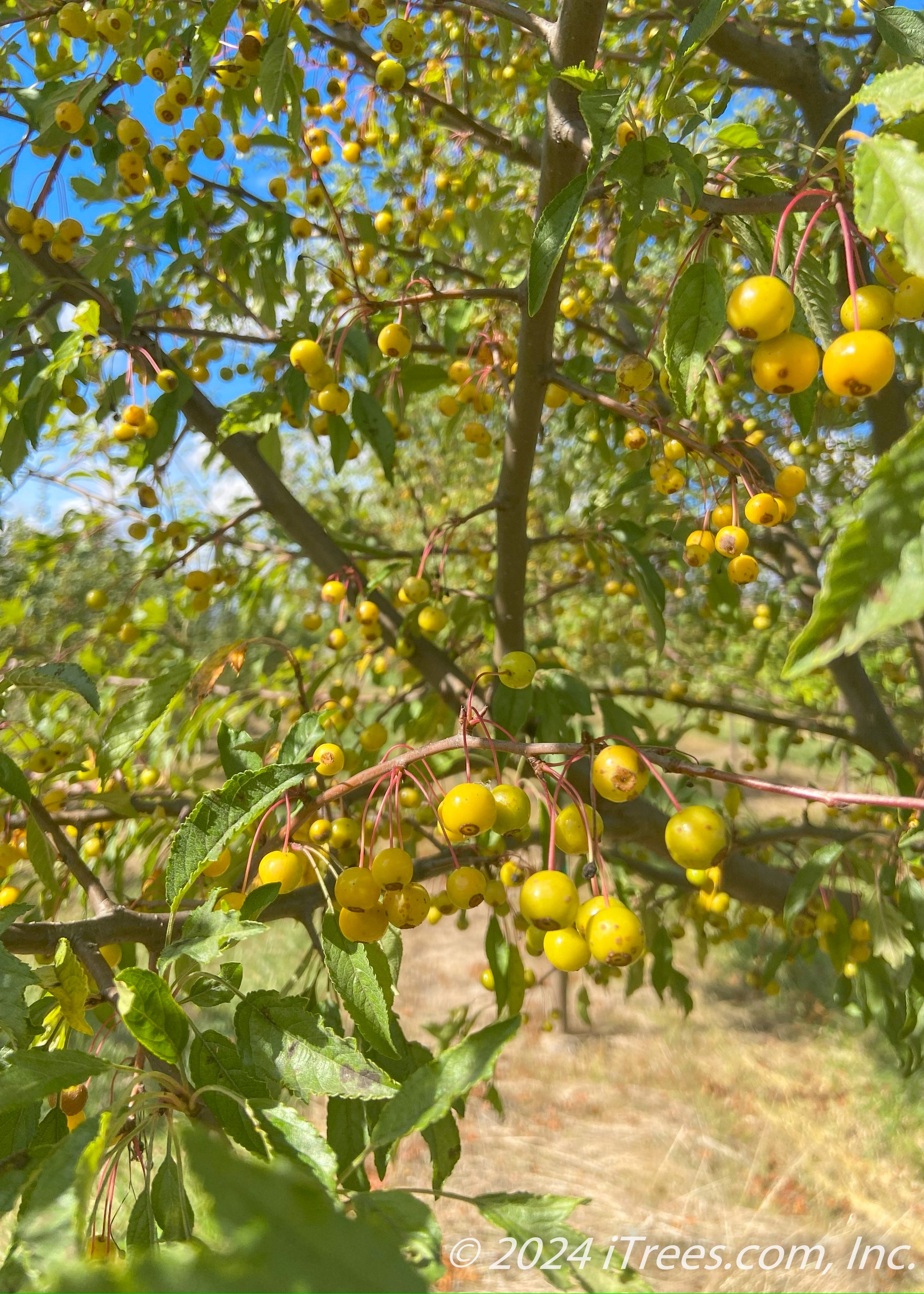 Golden Raindrops Crabapple