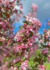 Ruby Dayze® Crabapple