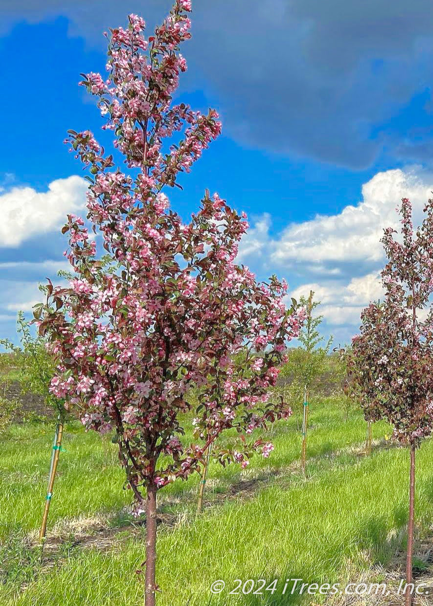 Ruby Dayze® Crabapple