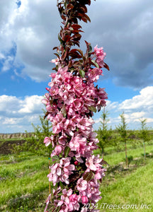 Raspberry Spear® Crabapple