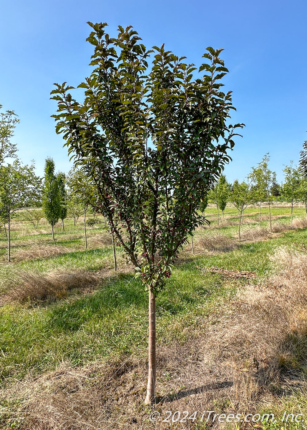 Raspberry Spear® Crabapple