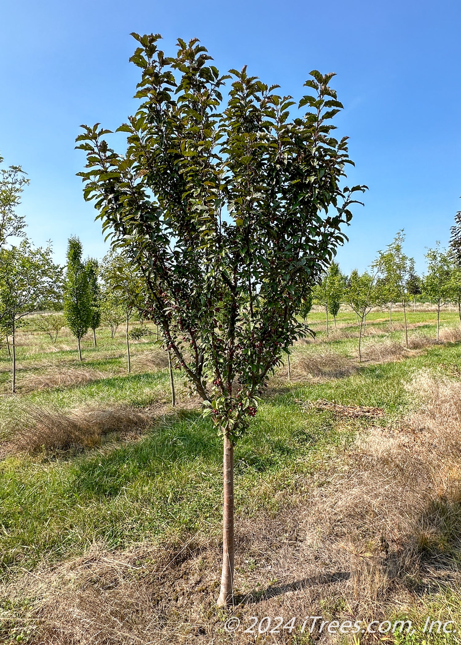 Raspberry Spear® Crabapple