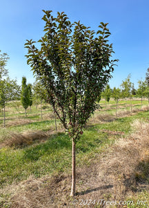 Raspberry Spear® Crabapple