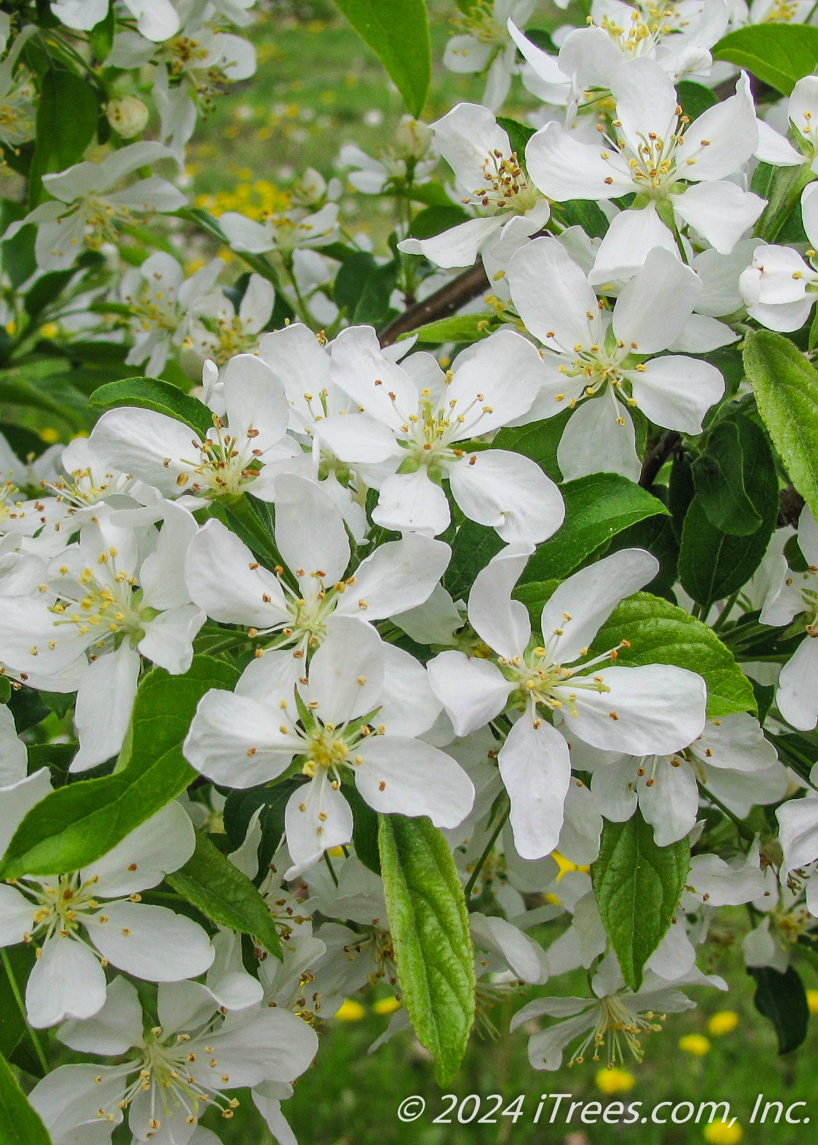 Red Jewel™ Crabapple