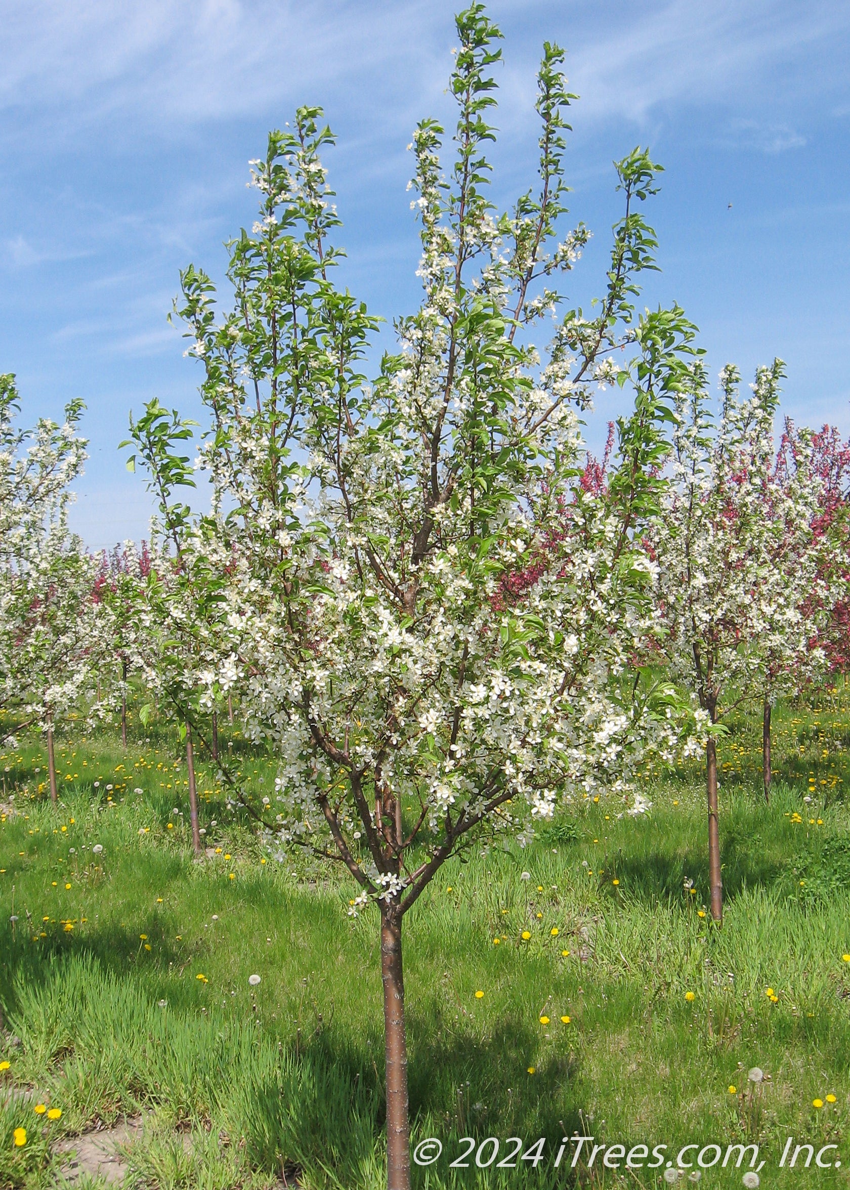 Red Jewel® Crabapple