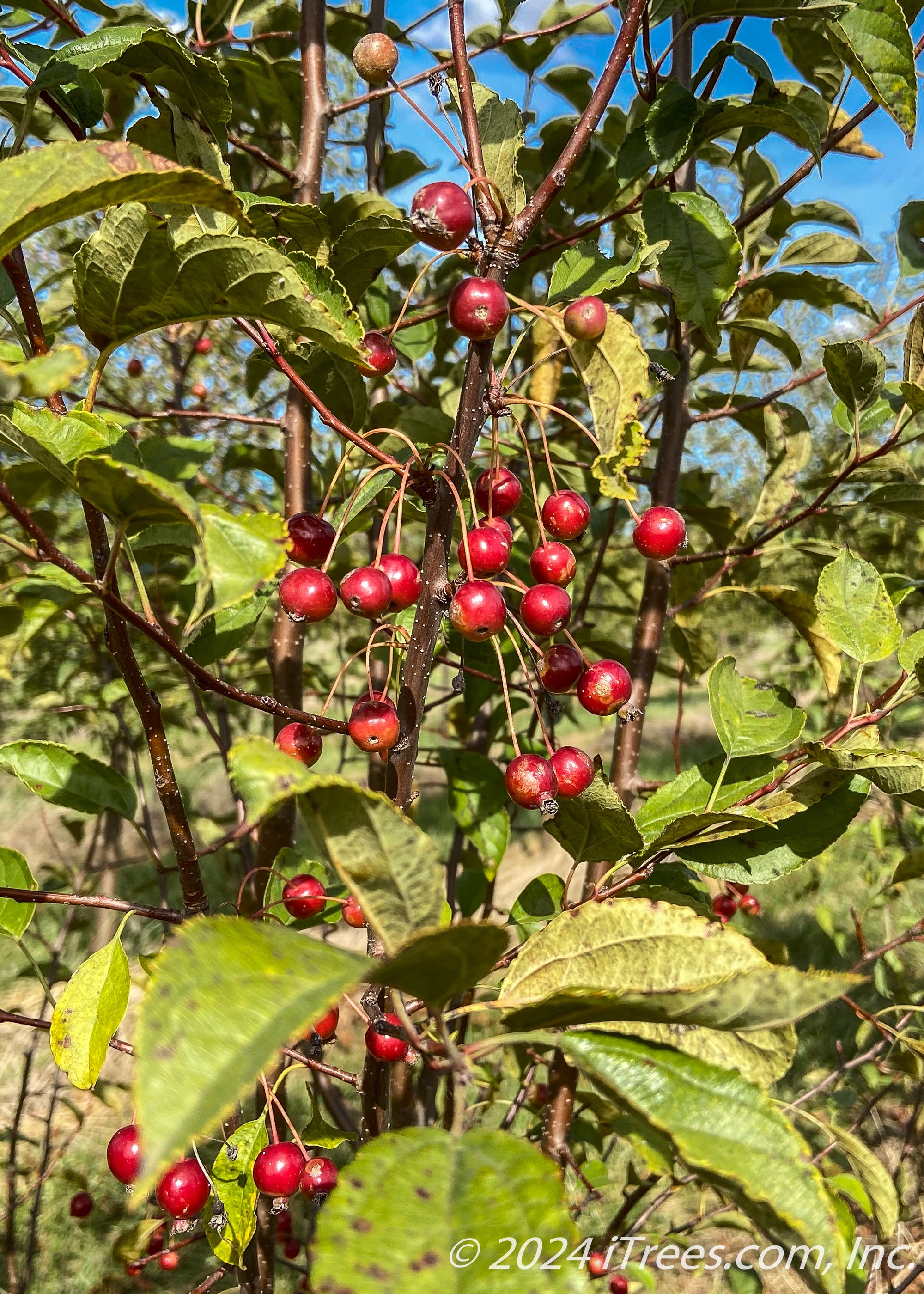 Red Jewel™ Crabapple