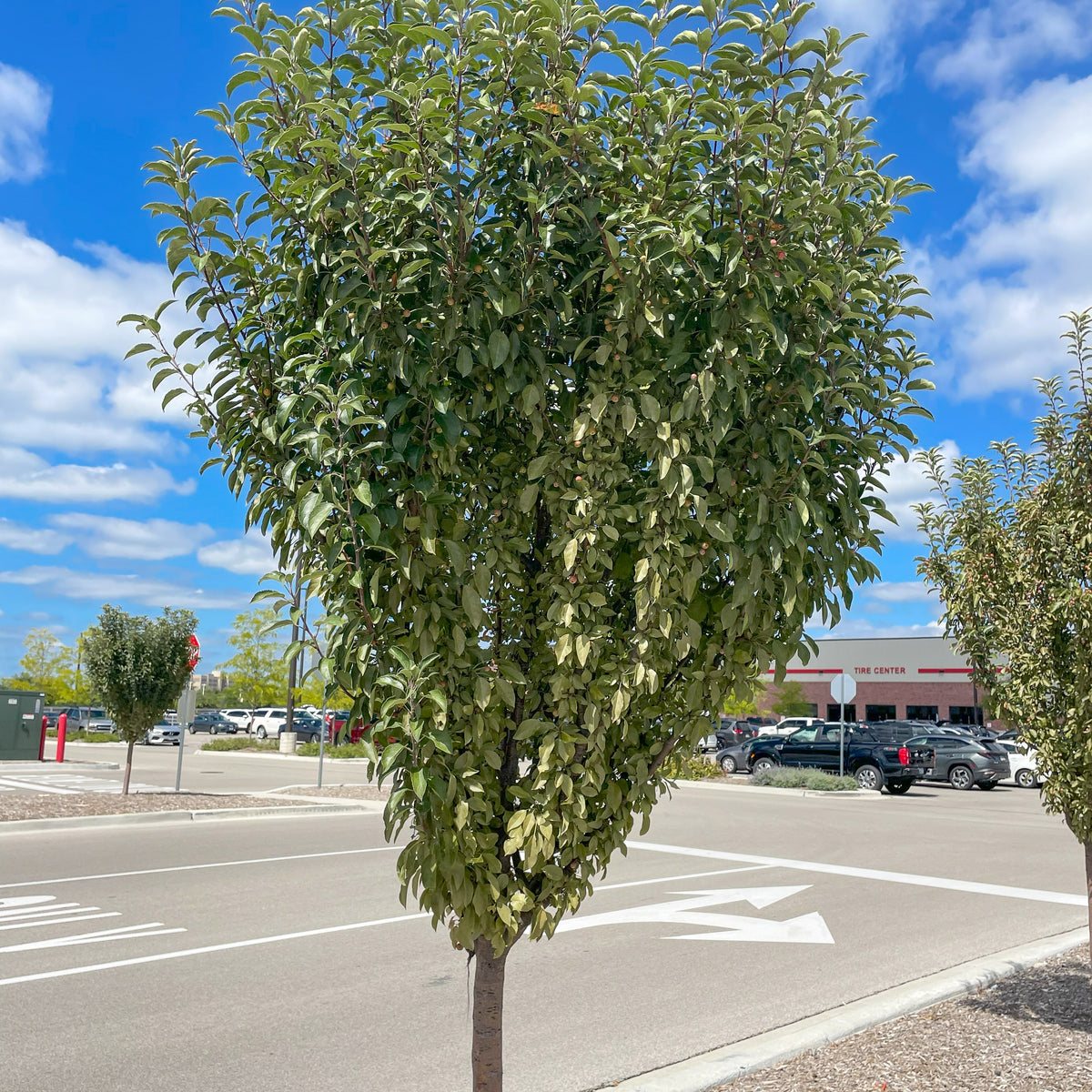 Raspberry Spear® Crabapple