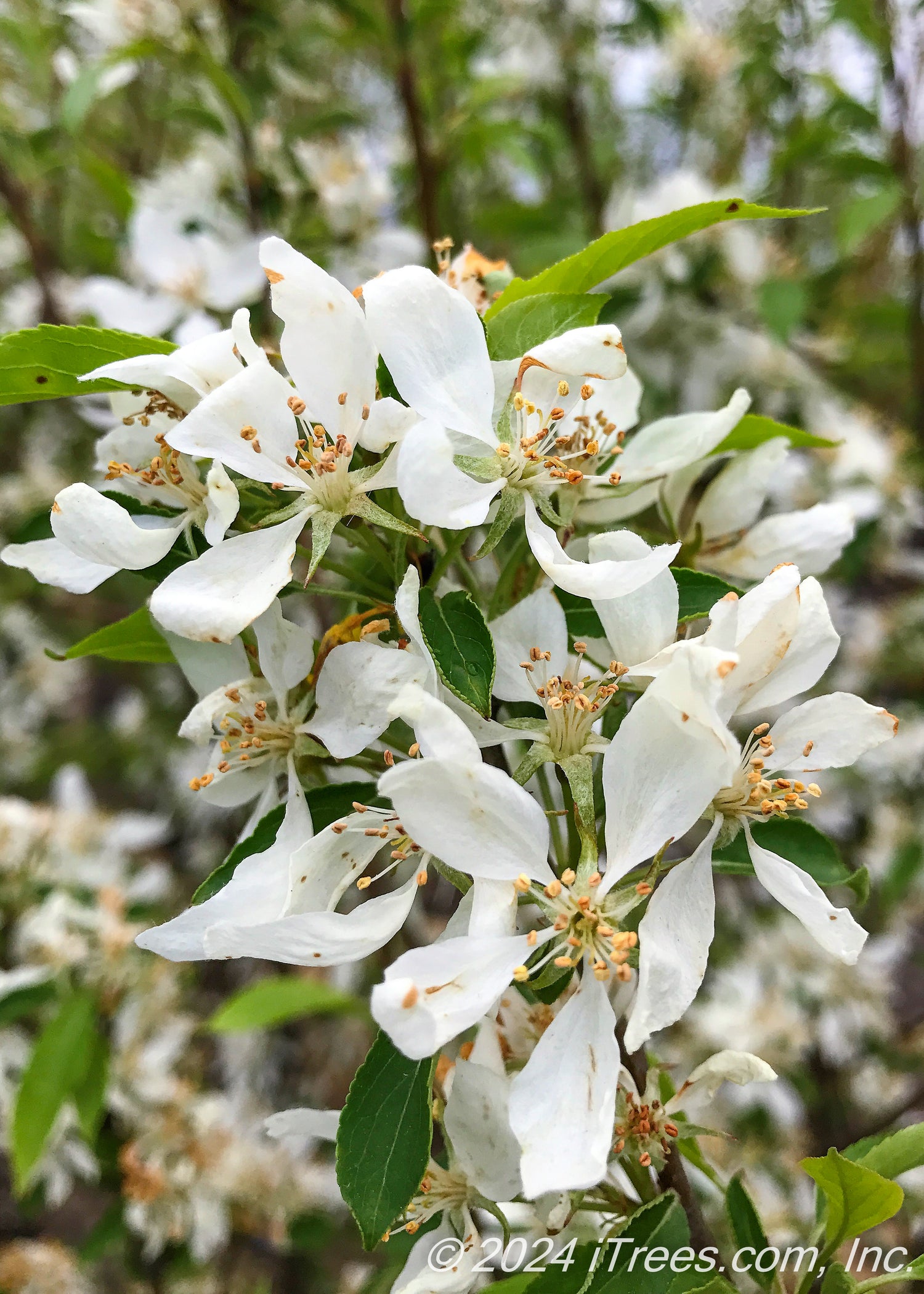Spring Snow Crabapple