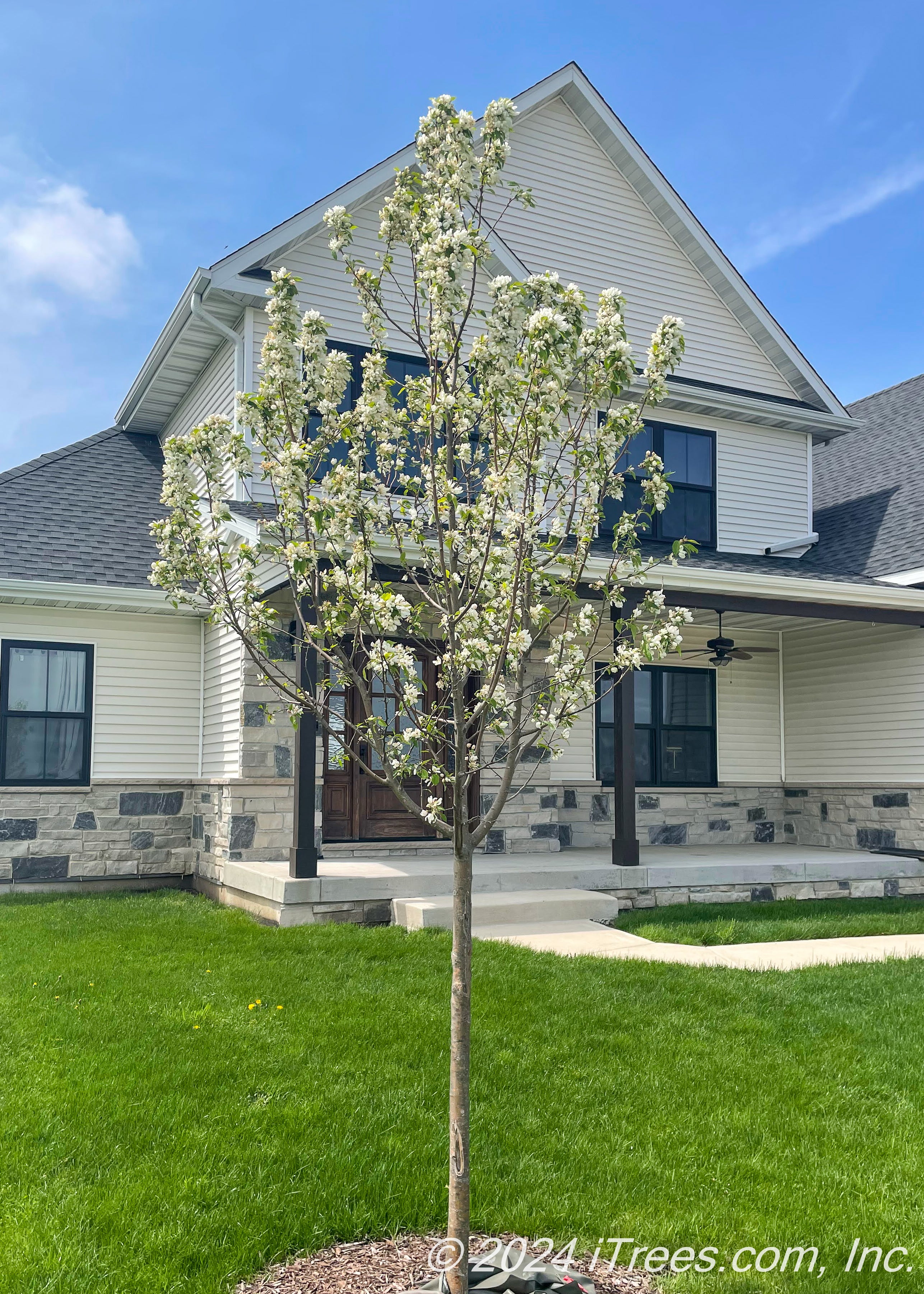 Spring Snow Flowering Crab Spring Snow Flowering Crabapple~ Foliage Is