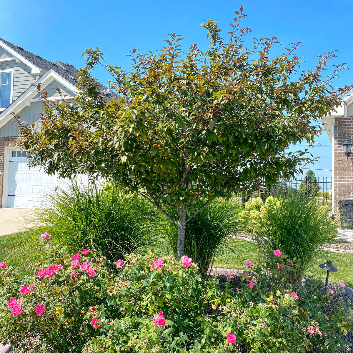 Firebird® Crabapple