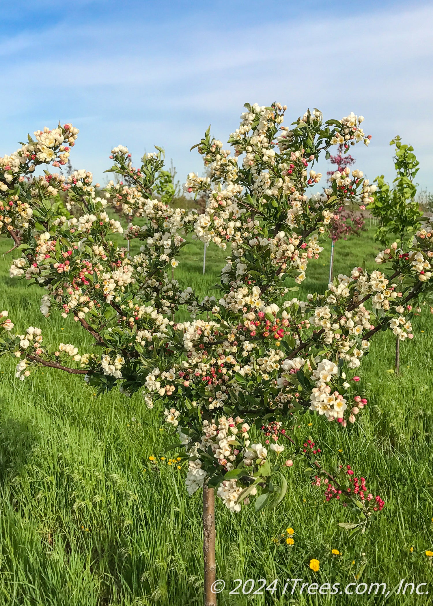 Firebird® Crabapple